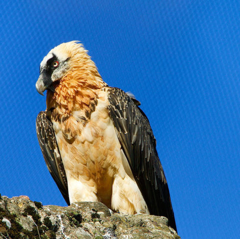 Tout savoir sur le Gypaète barbu | Trekking Mont Blanc